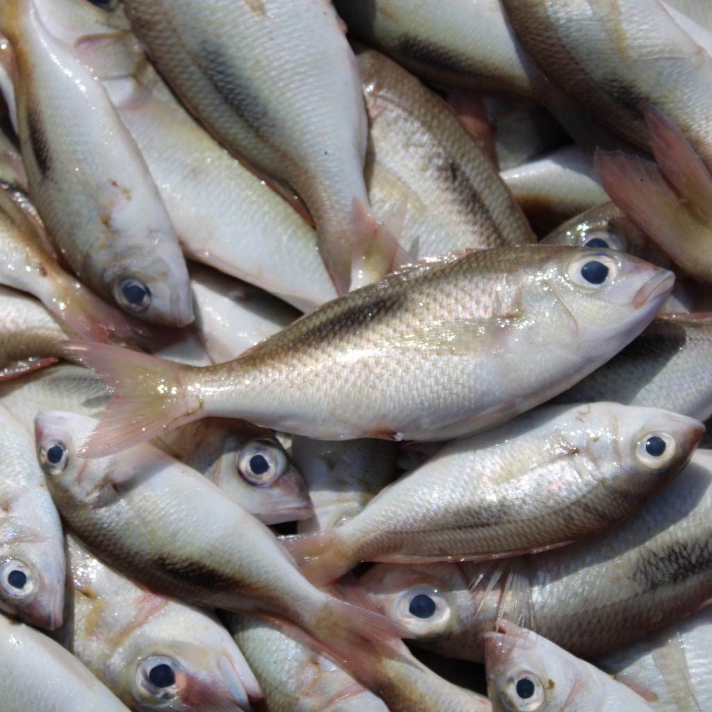 GOAT FISH | OCEANROOTS TN